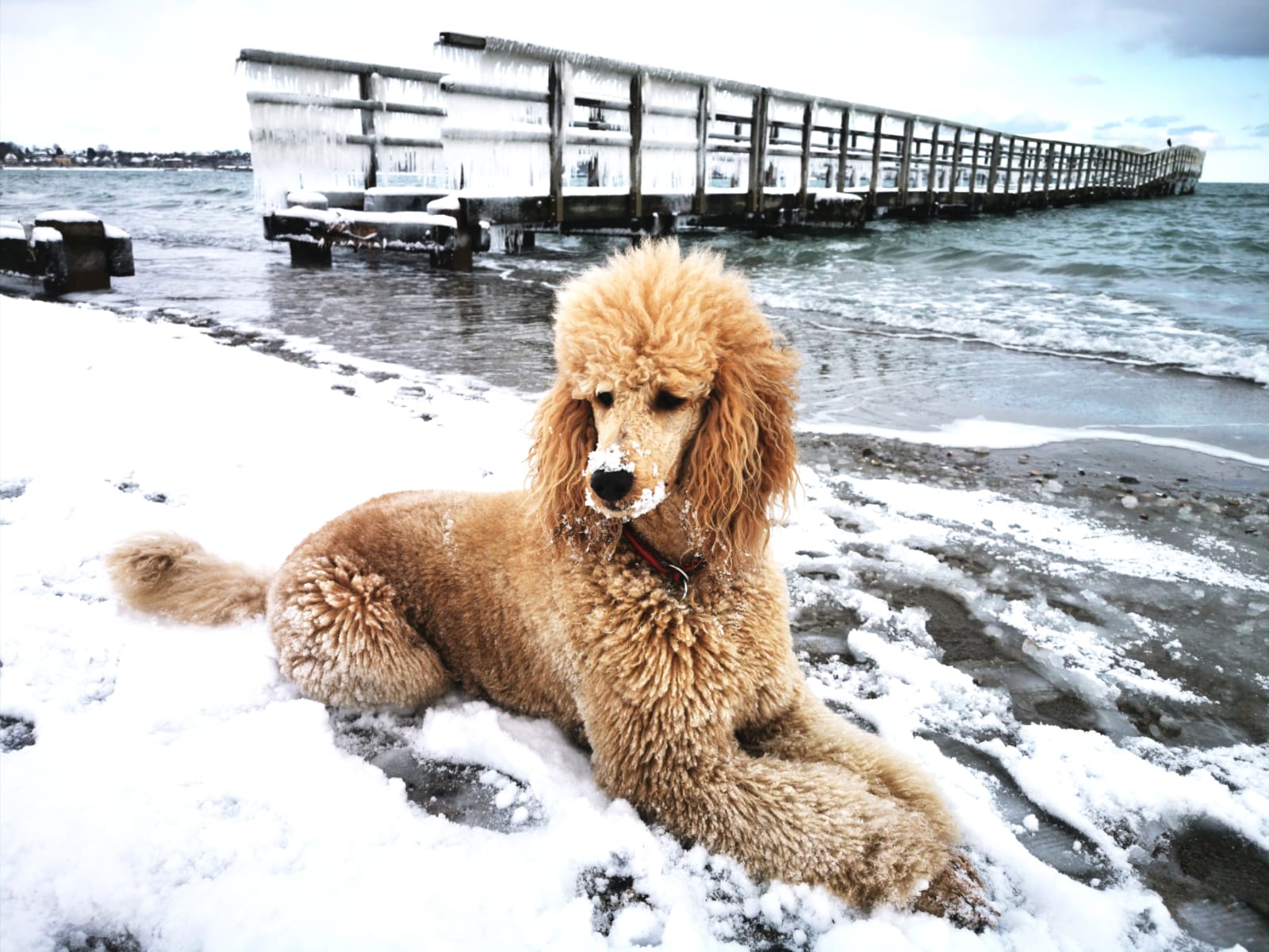 der Pudel - Herkunft und Kurzbeschrieb | SwissPudel